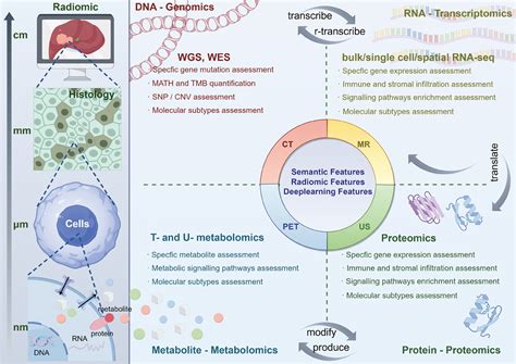 Radiogenomics Integrating Imaging Omics And Ai For Advancing Precision Medicine 2024