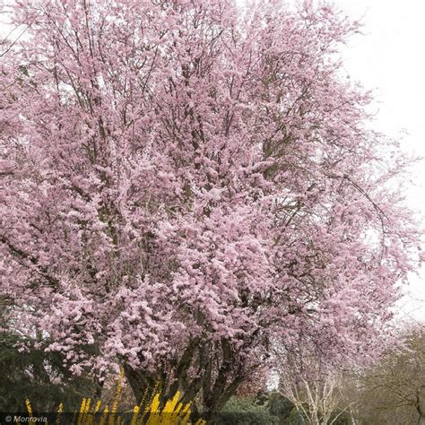 Plum Thundercloud 15 Greenwood Creek Nursery