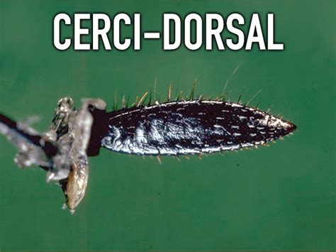 Oriental Cockroach
