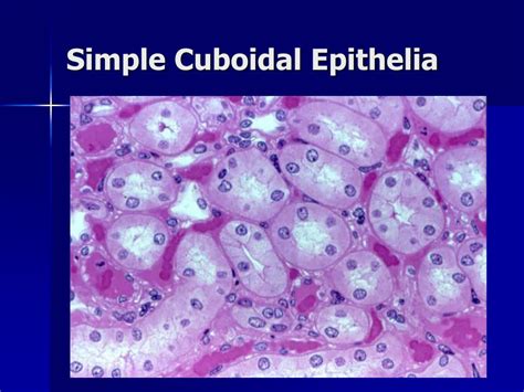 Ppt Lab Exercise Classification Of Tissues Epithelial Tissue Powerpoint Presentation Id 306963