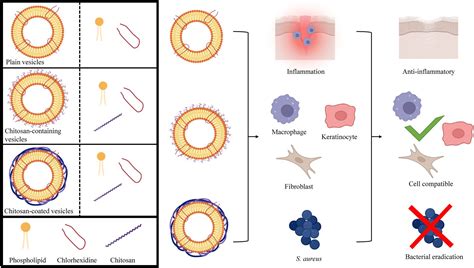 Frontiers Chitosan Based Delivery System Enhances Antimicrobial