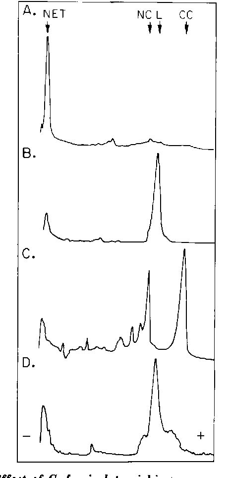 Figure 1 From The Sequence Directed Bent Structure In Kinetoplast Dna