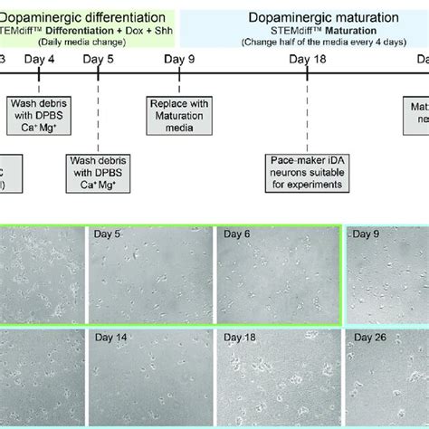 Detailed Protocol Of The IDA Differentiation And Maturation Steps Download Scientific Diagram
