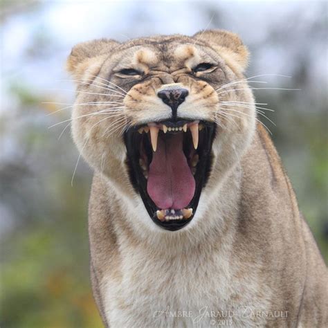 Lion Mouth Inspection