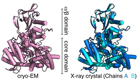 Publication Cryoem Structure And Dynamics Of Malate Synthase G Msg