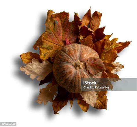 호박 다양한 나무의 마른 잎 흰색 배경에 격리 가을 할로윈 추수 감사절 또는 생태 개념 사진 0명에 대한 스톡 사진 및 기타 이미지 Istock