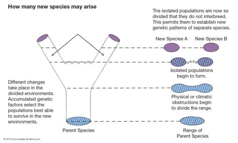 Examples Of Temporal Isolation In Nature And Its Impact