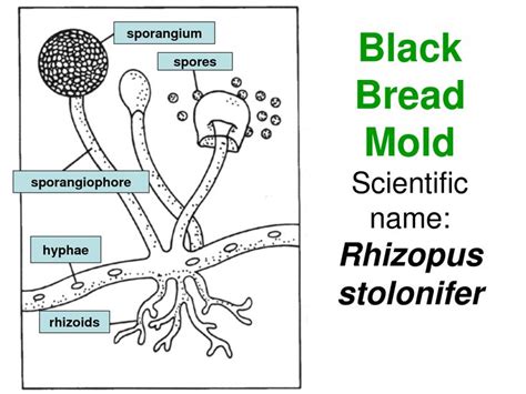 Zygomycota Bread Mold
