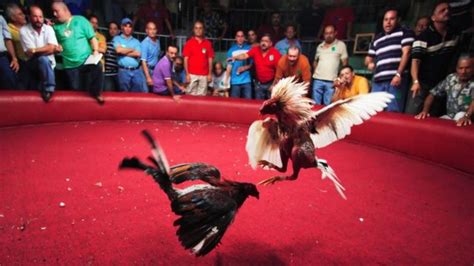 Peleas De Gallos En Puerto Rico La Polémica Por La Decisión De Eeuu