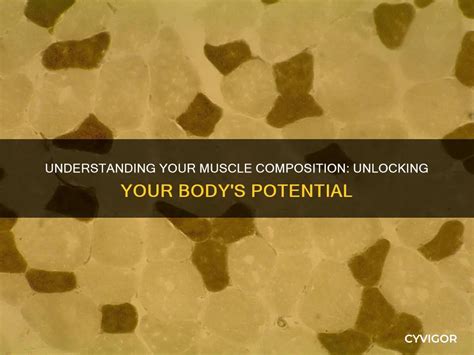 Understanding Your Muscle Composition Unlocking Your Bodys Potential