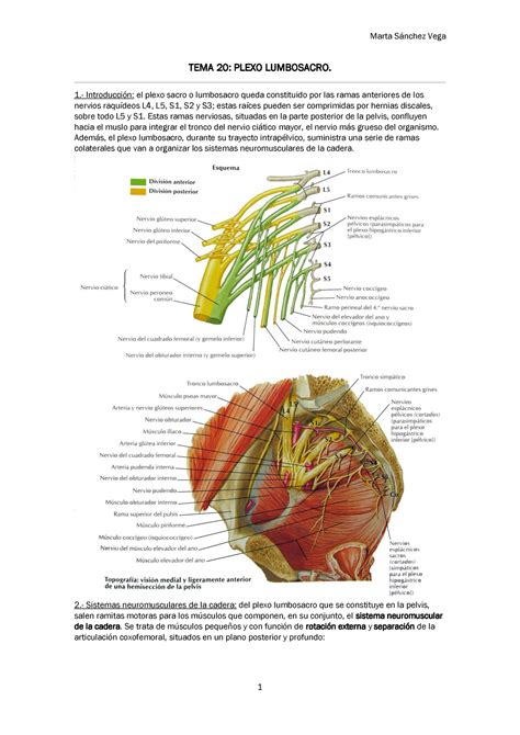 Tema 20 Plexo Lumbosacro Warning Tt Undefined Function 32 Tema 20 Plexo Lumbosacro 1
