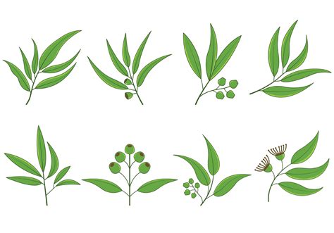 Set Of Eucalyptus Vector 113137 Vector Art At Vecteezy