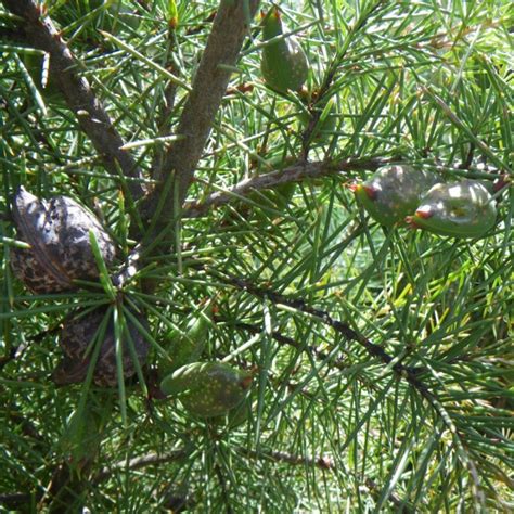 Hakea Laurina Saligna Sericea Vente De Graines En Ligne