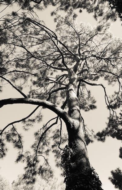 Page 52 Ink Tree Images Free Download On Freepik