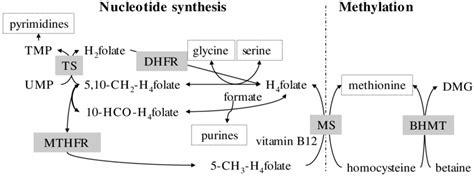 Purine Synthesis Folate