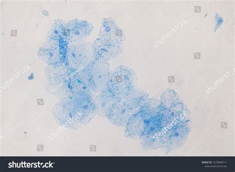 Characteristics Of Squamous Epithelial Cell Cell Structure Of Human Under Microscope View For