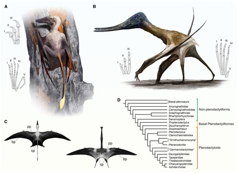 Unwin Pterosaur The Extent Of The Pterosaur Flight Membrane
