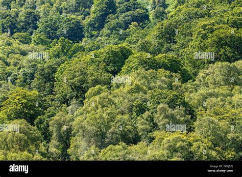 Mixed Deciduous Ancient Woodland Tree Canopy In Exmoor National Park At