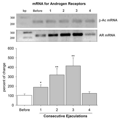 Mrna For Androgen Receptors At The Ventral Prostate The Level Of Mrna