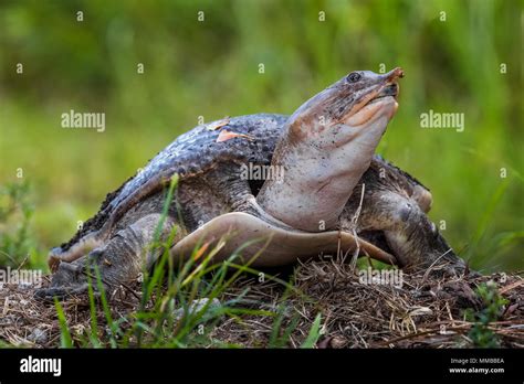 Florida Softshell Turtle Apalone Ferox Laying Eggs Along A Road In Everglades National Park