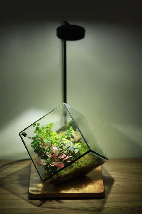 Cubic Forest Mini Vườn Nhiệt Đới