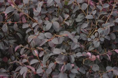 Loropetalum Chinensis Ever Red® Chinese Fringe Flower From Pleasant