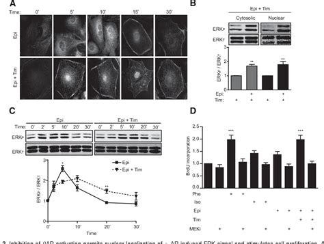 Figure 3 From Arrestin Orchestrates Crosstalk Between G Proteincoupled Receptors To Modulate
