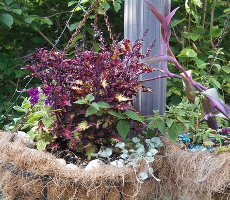 Caladium Propagation Forest Garden
