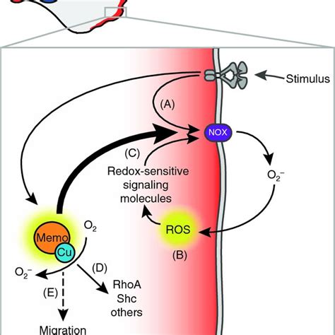 Model For Memos Function In Intracellular Ros Production And