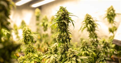 How To Grow Cannabis At Home: A Comprehensive Guide - SESSION MODE