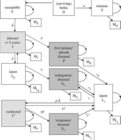 Markov Chain Flowchart The Number Of Births Equals The Total Number Of