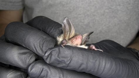 Bechsteins Bat Bats Research And Training