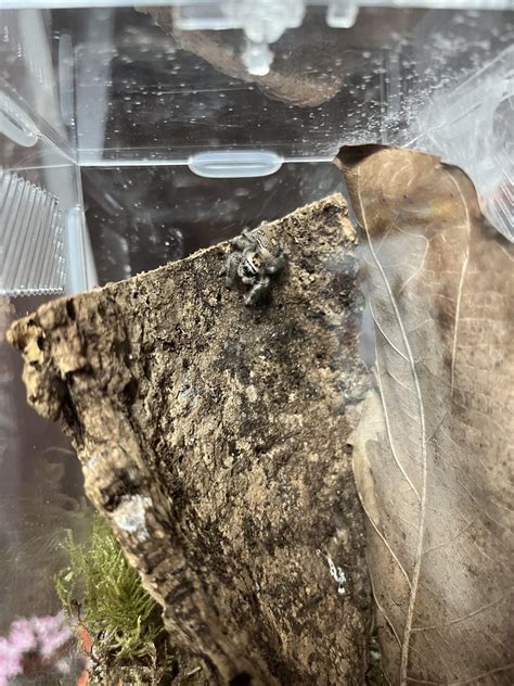 Determining Sex In Jumping Spiders Rjumpingspiders