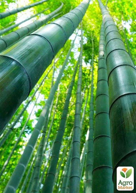 Бамбук гигантский "Phyllostachys pubescens " купить почтой в Одессе ...