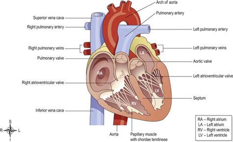 The Cardiovascular System Basicmedical Key