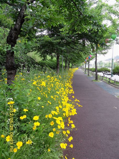 풍암호수에 장미꽃이 만발