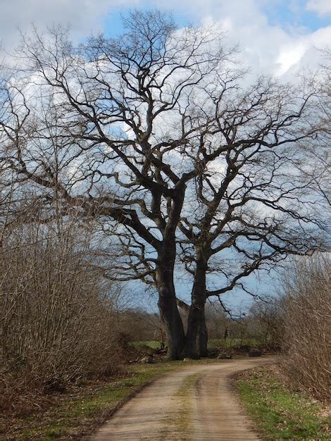 Premium Photo A Tree In A Field With A Blue Sky