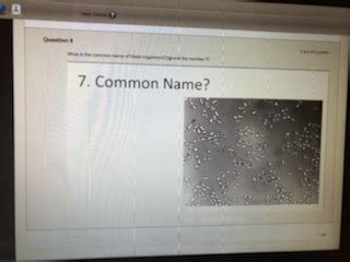 Fungi Lab Ex 27 Flashcards Quizlet