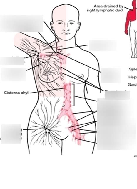 Female Nodes Diagram Quizlet