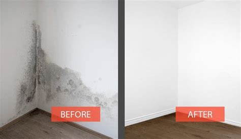 Mold Remediation And Removal In Colorado Springs