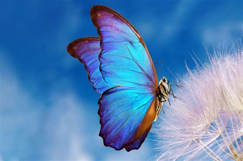 Les Papillons Bleus Et Leurs Significations Spirituelles