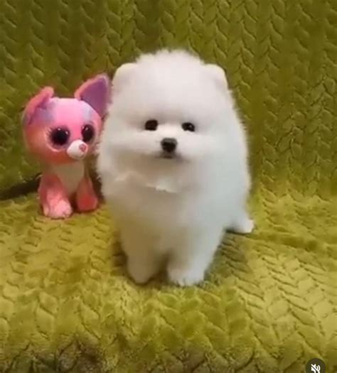 قیمت و خرید سگ پامرانین خرسی و روباهی Pomeranian