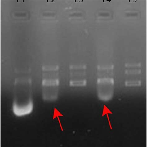 Concentration Dependent Curing Showed That Plasmid Curing Occurs From Download Scientific