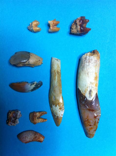 Fossil Kangaroo Teeth