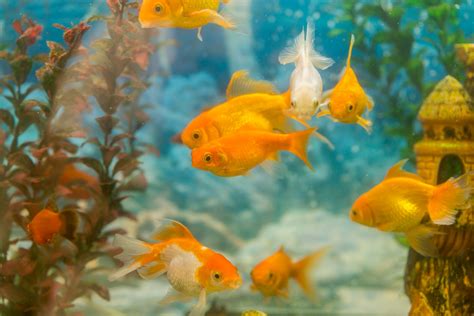 This Spongebob Pineapple Ornament Brings Bikini Bottom To Your Tank