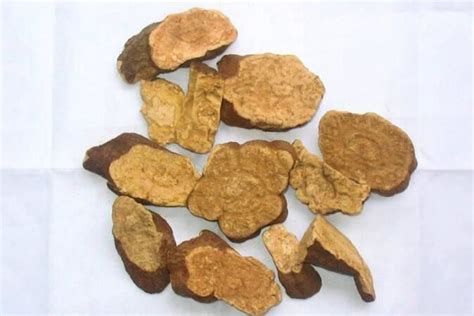 Polygonum Multiflorum Extract Manufacturer Undersun