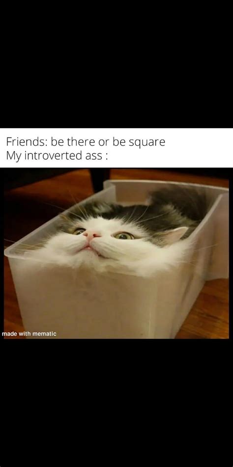 Cubed Cat Cats Know Your Meme