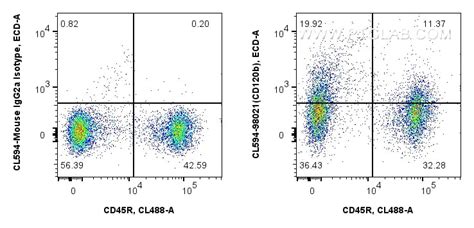 Tnfr2 Cd120b Antibody Cl594 98021 Proteintech