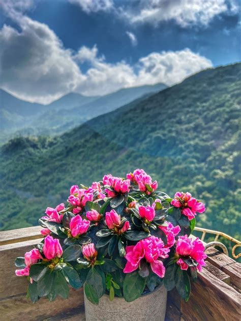 Flower in 2024 | Scenic Pink Flower Pot on Wooden Bench