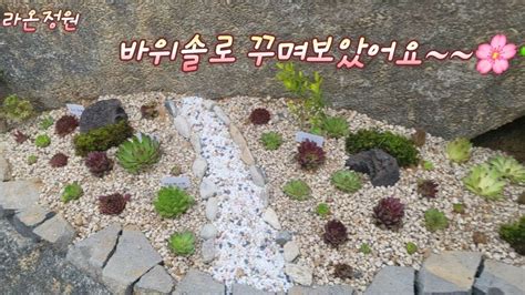 240516 하늘아래정원에서 온 바위솔 식재해주었어요 바위솔바위솔 정원다육 다육식물 다육이succulent Korean Succulent Plants